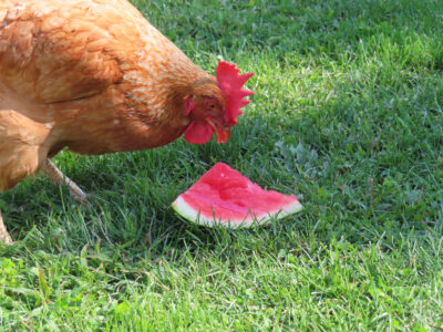 Chicken Crop Impaction - Backyard Poultry